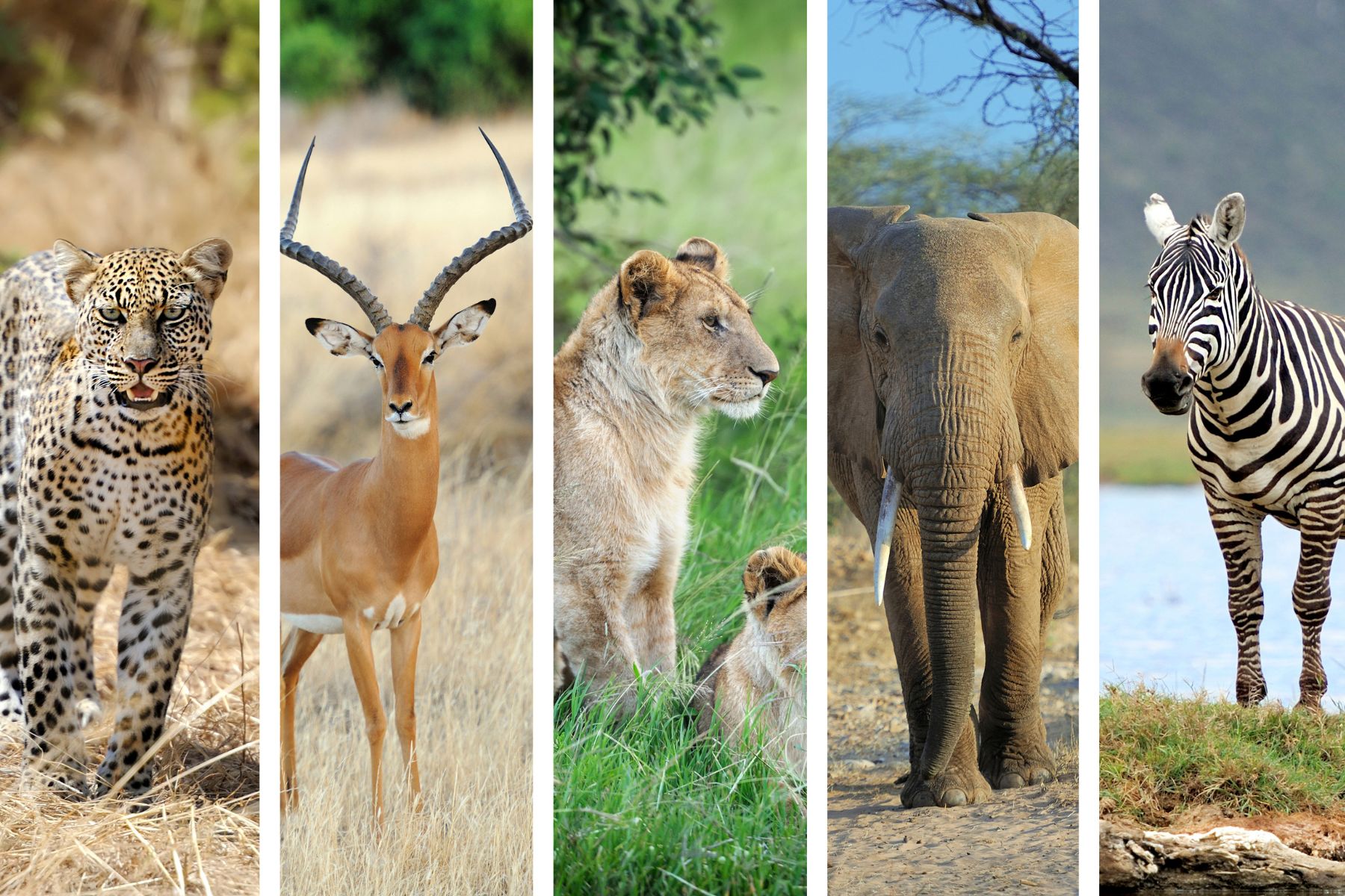 The Fascinating World of Animal Classification